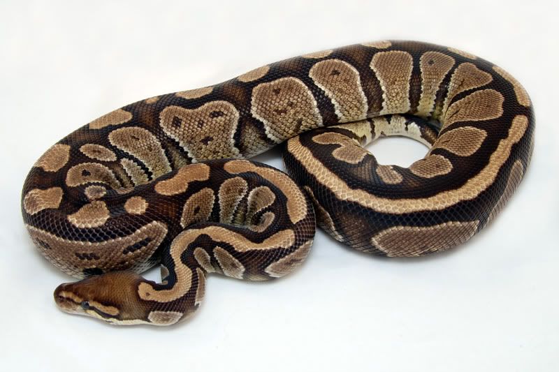 Normal Ball Python